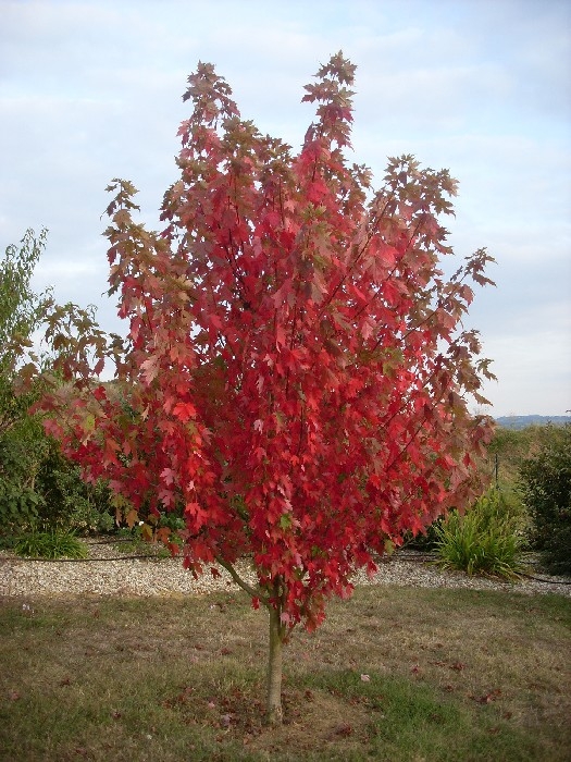 Érable de Freeman 'Celebration' (250 cm)