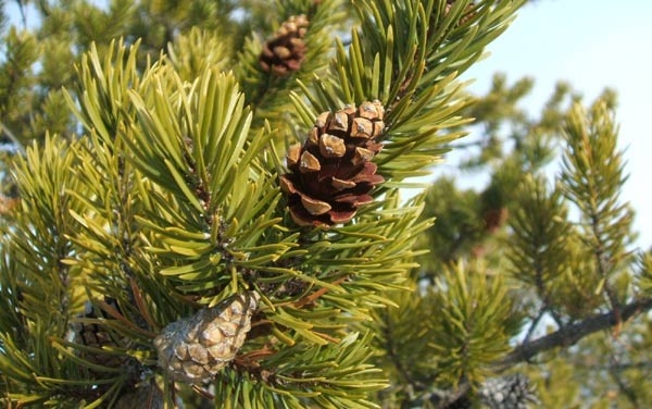 Pin "Gris" Pinus "Banksiana