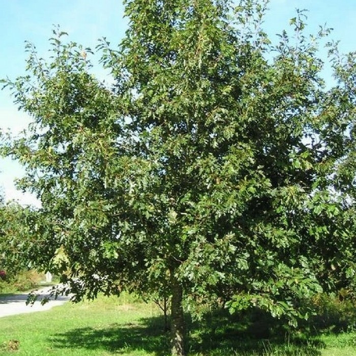 Chêne rouge Quercus rubra