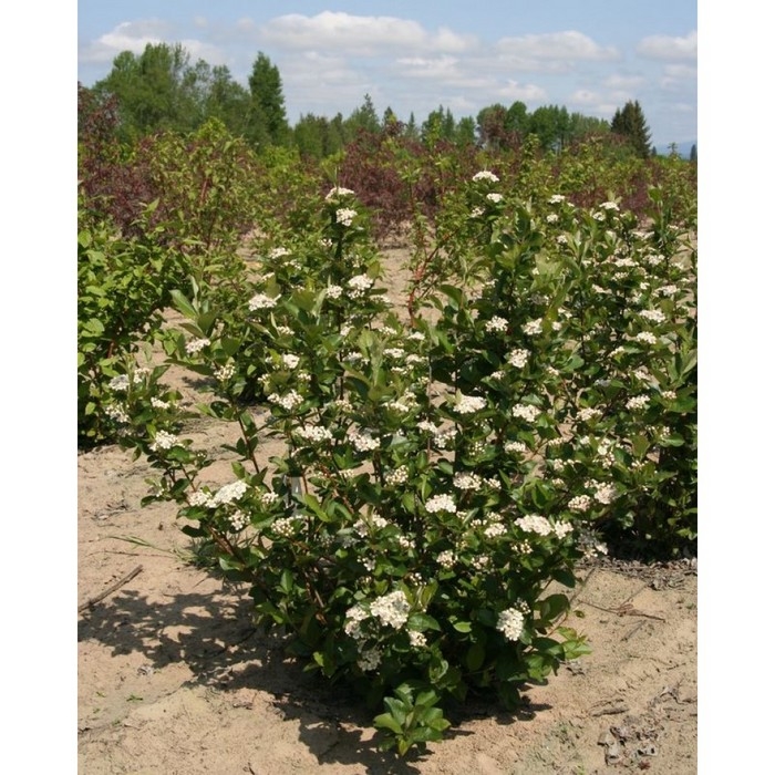 Aronie "Noire" Aronia melanocarpa Pot 1 gallon