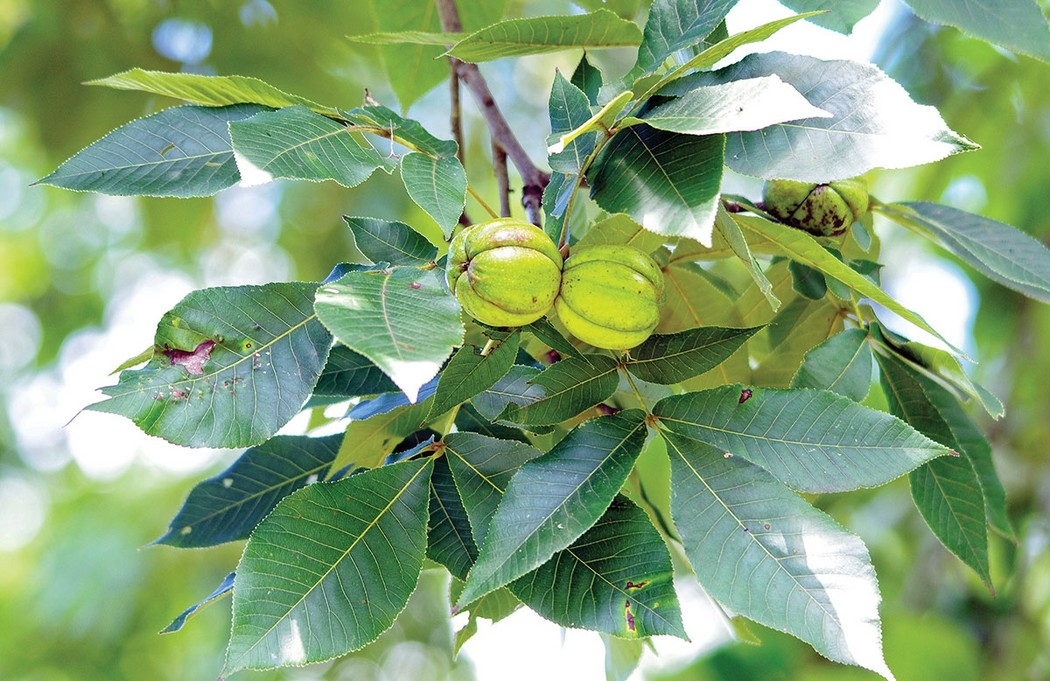 Caryer "Ovale" Carya "Ovala (saveur pacane)