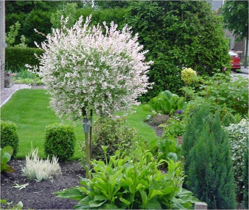 Saule 'Hakuro Nishiki' sur tige (120 cm)